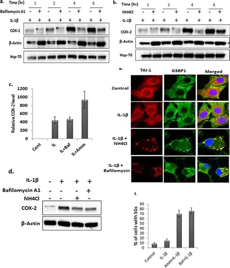 Inhibition Of Autophagy Block Stress Granules Clearance And Dampens
