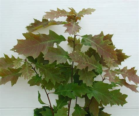 Quercus Rubra Red Oak Trees Please Retail