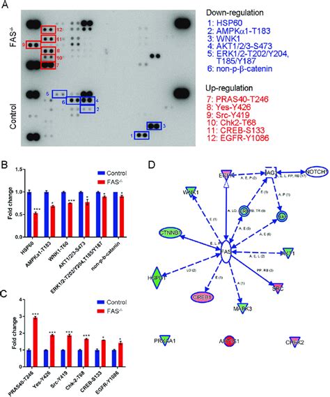 Fas Regulates Cell Survival Kinase Activation A Representative