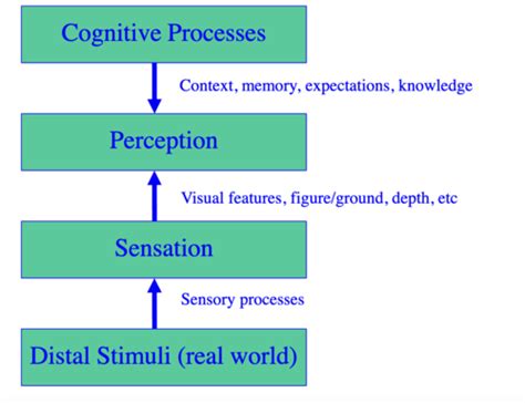 Perception And Pattern Recognition Flashcards Quizlet