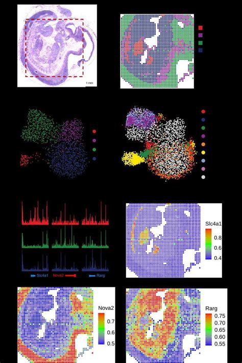 Fig S9 Further Analysis Of Spatial Chromatin Accessibility Mapping Of