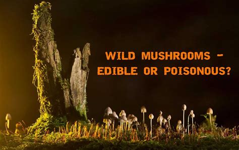 Wild Mushrooms Can You Tell The Difference Between Edible And
