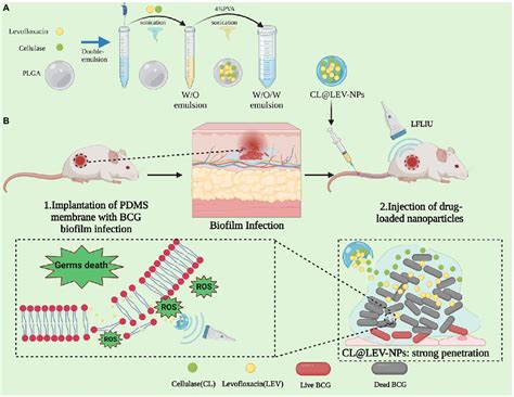 Frontiers Synergistic Antibacterial Effects Of Ultrasound Combined Nanoparticles Encapsulated