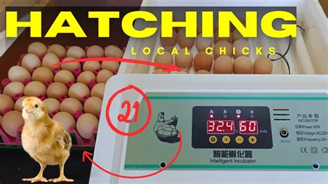 How To Hatch Eggs At Home With An Incubator Beginner Friendly Guide