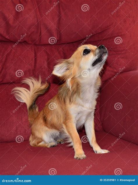 Chiwawa stock afbeelding. Image of huisdier, honds, bont - 35359981