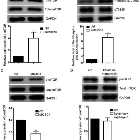 Ketamine Activates The Mtor Signaling Pathway A Representative Download Scientific Diagram