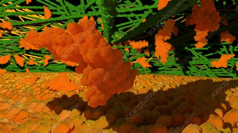 Crystal Structure Of Fibrillin 1 Domain Illustration Stock Image C0562973 Science Photo