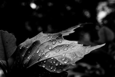 Фото Черно Белые Листья – Telegraph