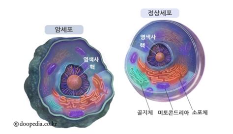 암세포 정상세포 지식in