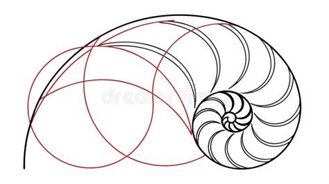 Nautilus Shell Spiral Nature S Geometry Fibonacci Golden Ratio