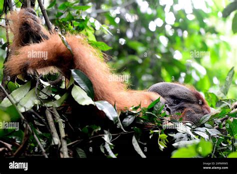 Close Up Of A Sumatran Orangutan Pongo Abelii Male Resting In A Temporary Nest Gunung Leuser