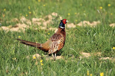 Pheasent Mark Pollock Flickr