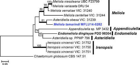 0 Phylogram Generated From Bayesian Analysis Based On Lsu Sequence Data