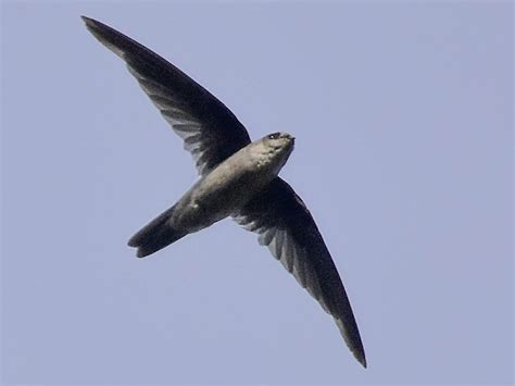 Indian Swiftlet Ebird