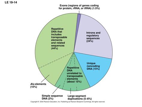 Eukaryotic Genomes Organization Regulation And Evolution Ppt Download