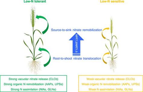 Differential Morpho Physiological Ionomic And Phytohormone Profiles