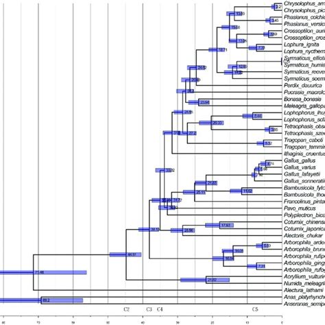 Species Tree With Estimated Divergence Time The Divergence Times Were