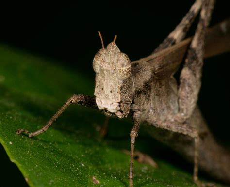 Unique Grasshopper Face 1 By Segraser On Deviantart