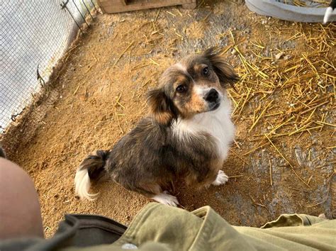 Eliza Klein Hondje Uit Asiel Adopteren