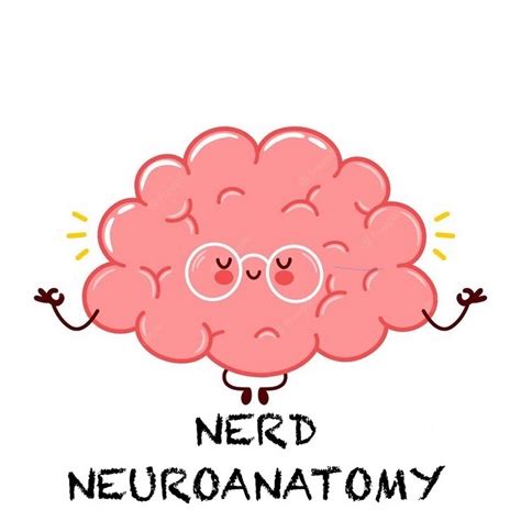 Nerd Neuroanatomy Youtube