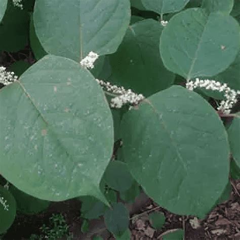Japanese Knotweed Identification Guide Nimrod Environmental Services