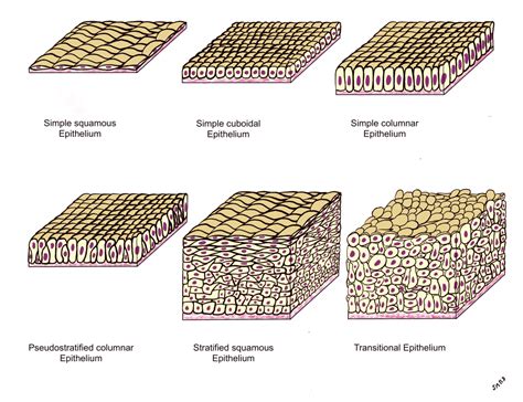 Simple Columnar Epithelium Pseudostratified Columnar Epithelium Simple