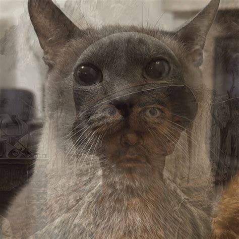 Cat Thousand Yard Stare Meme Cat Thousand Yard Stare Discover