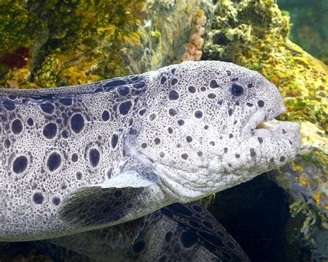 Indian Wolf Facts Size Habitat Diet Lifespan Pictures