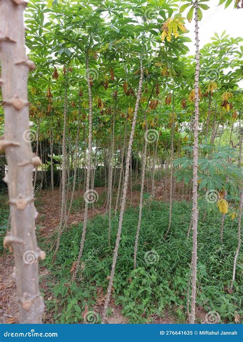 Cassava Garden With Tall Cassava Stems Stock Image Image Of Leaf