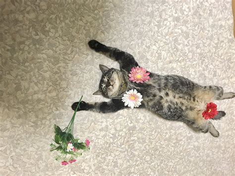 インスタグラマーセクシーポーズの猫ちゃんに皆メロメロ おたくま経済新聞