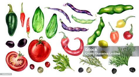 토마토 오이 고추 콩 수채화 그림이 흰색으로 분리되어 있다 할라피뇨 후추 칠리 페퍼 파슬리 로즈마리 손으로 그렸습니다 메뉴