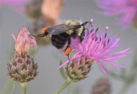 How To Stretch An Image In GIMP Quick Tips Guides