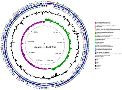 Circular Map Of B Paralicheniformis Sr14 Genome From The Center To