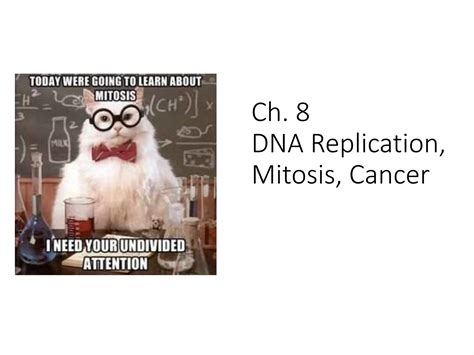 1406 Ch 8 Dna Replication Mitosis Ppt