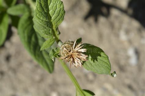 Pink Bachelors Button Stock Image Image Of Plant Pink 346754123