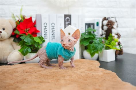 고양이분양 스핑크스 밤비노 브리티쉬숏헤어고양이분양 셀커크렉스고양이분양스코티쉬폴드고양이분양 페르시안고양이분양 렉돌고양이분양