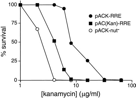 Selection Of Rre Rna Binding Peptides Using A Kanamycin Antitermination Assay