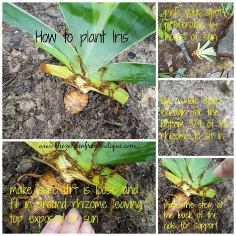 How To Plant Irises In Your Garden Iris Germanica Plant Care Iris