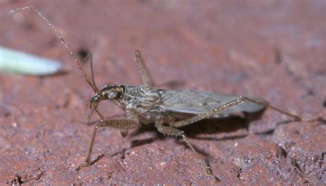 Narrow Light Brown Bug Nabis Americoferus Bugguidenet