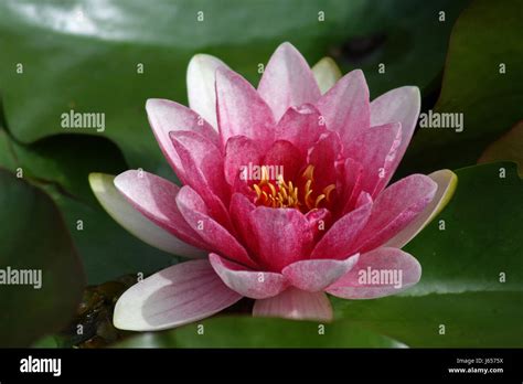 Water Lily Nymphaea Stock Photo Alamy