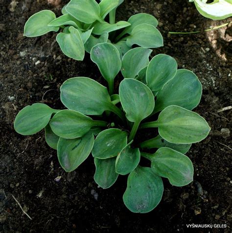 Knockout Mouse Vyšniauskų Gėlės