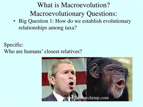 Ppt Exploring Macroevolution Unraveling Lifes Evolutionary Web Powerpoint Presentation Id