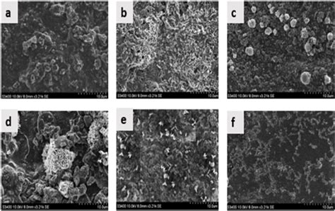 sem micrographs for the surface morphology of go zno membranes a b