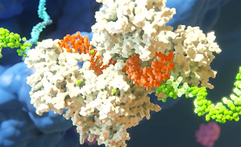 Understanding Primary Hyperoxaluria—symptoms And Causes Alnylam®