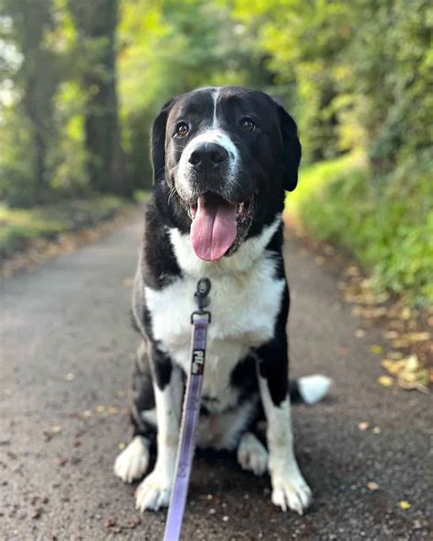Saint Bernard Mixes 25 Adorable Crossbreeds With Pictures