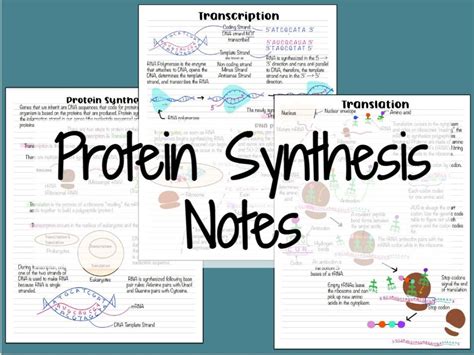 Protein Synthesis Notes Transcription And Translation Etsy