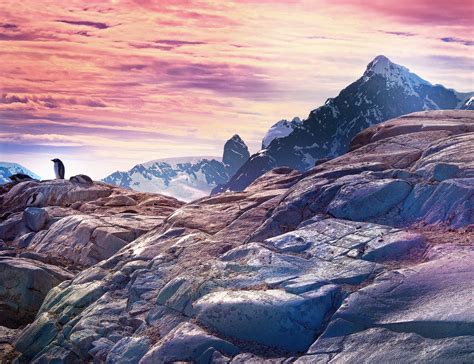 배경 화면 산 눈 얼음 새벽 펭귄 남극 대륙 극선 1024x787 1016666 배경 화면 Wallhere
