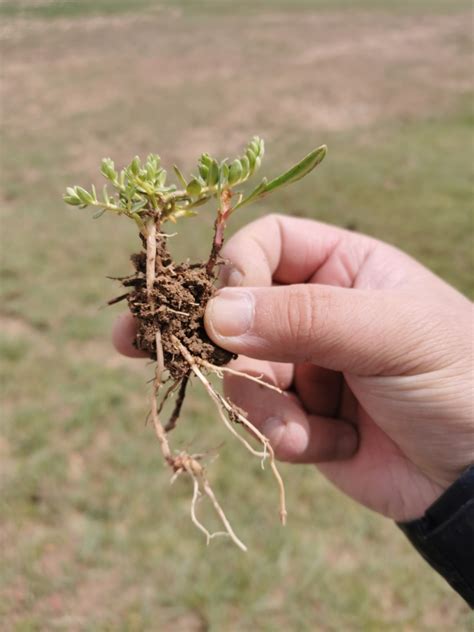A Neighborhoods Identity Has A Greater Impact On Grassland Productivity Than Species And