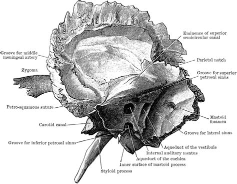 Inner Surface Of The Temporal Bone ClipArt ETC
