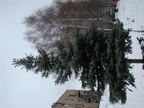 무료 이미지 자연 분기 눈 겨울 상록수 전나무 크리스마스 트리 구과 식물 가문비 소니 모스크바 러시아